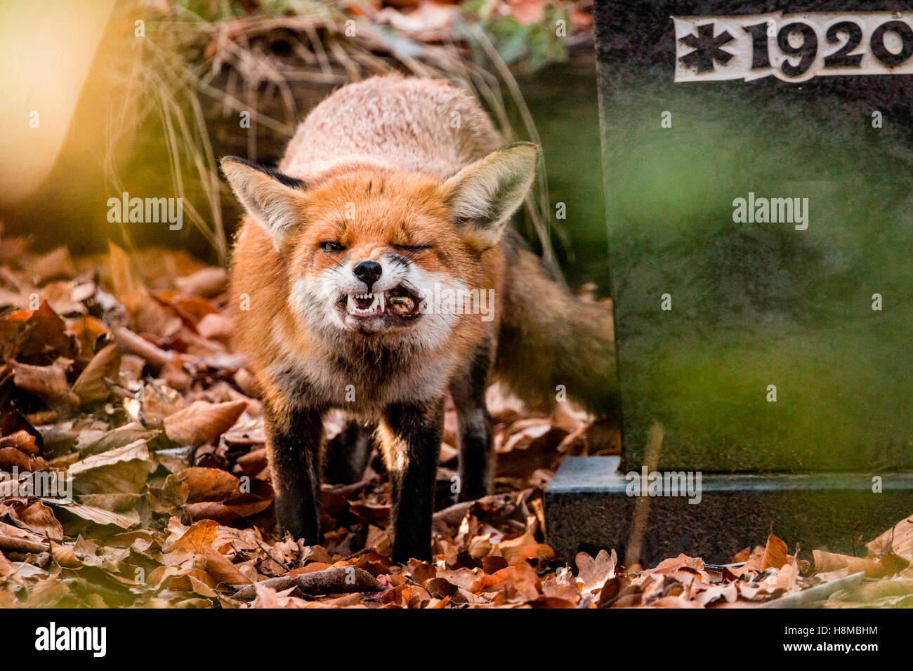 Behavior cemetery hi-res stock photography and images - Alamy