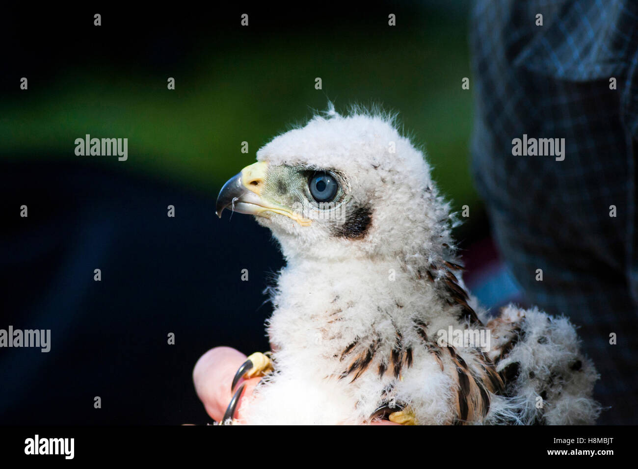 Accipiter gentilis baby hi-res stock photography and images - Alamy