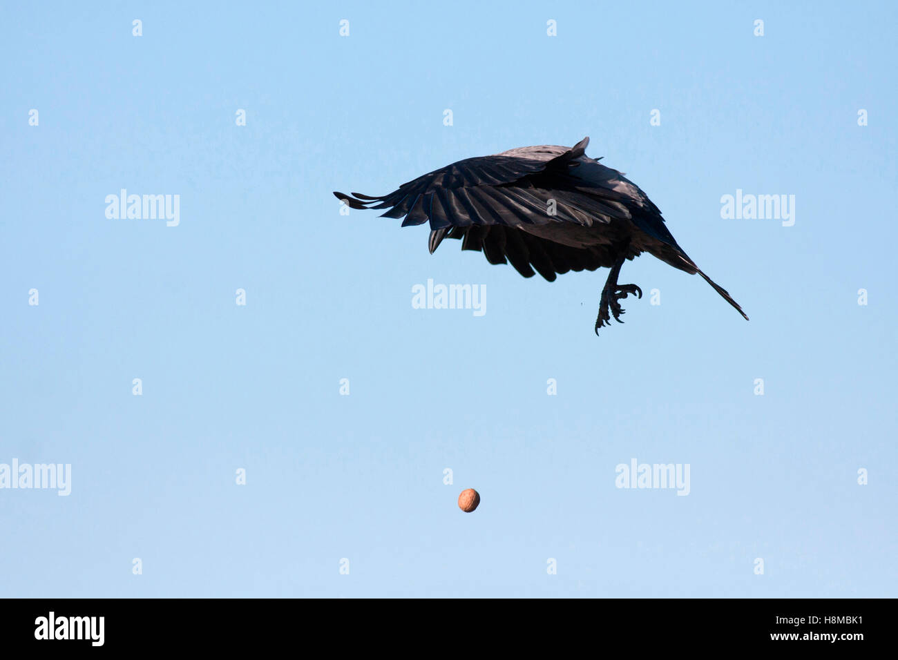 Hooded Crow (Corvus corone cornix, Corvus cornix) in flight, dropping ...