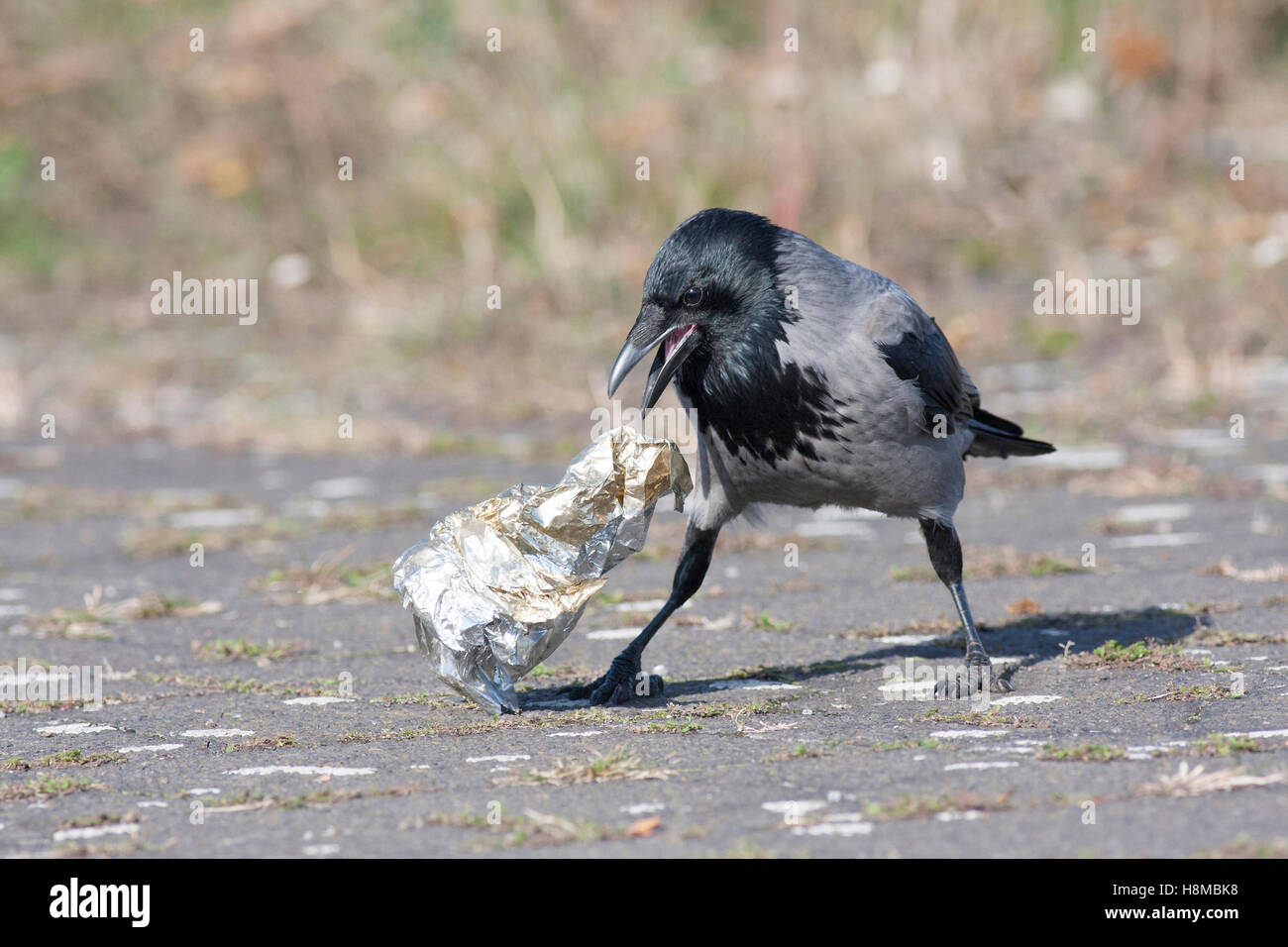 Hooded Crow (Corvus corone cornix, Corvus cornix). Adult playing with a ...