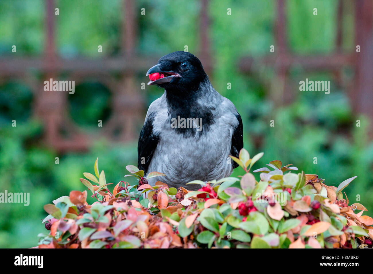 Fruit crow hi-res stock photography and images - Alamy