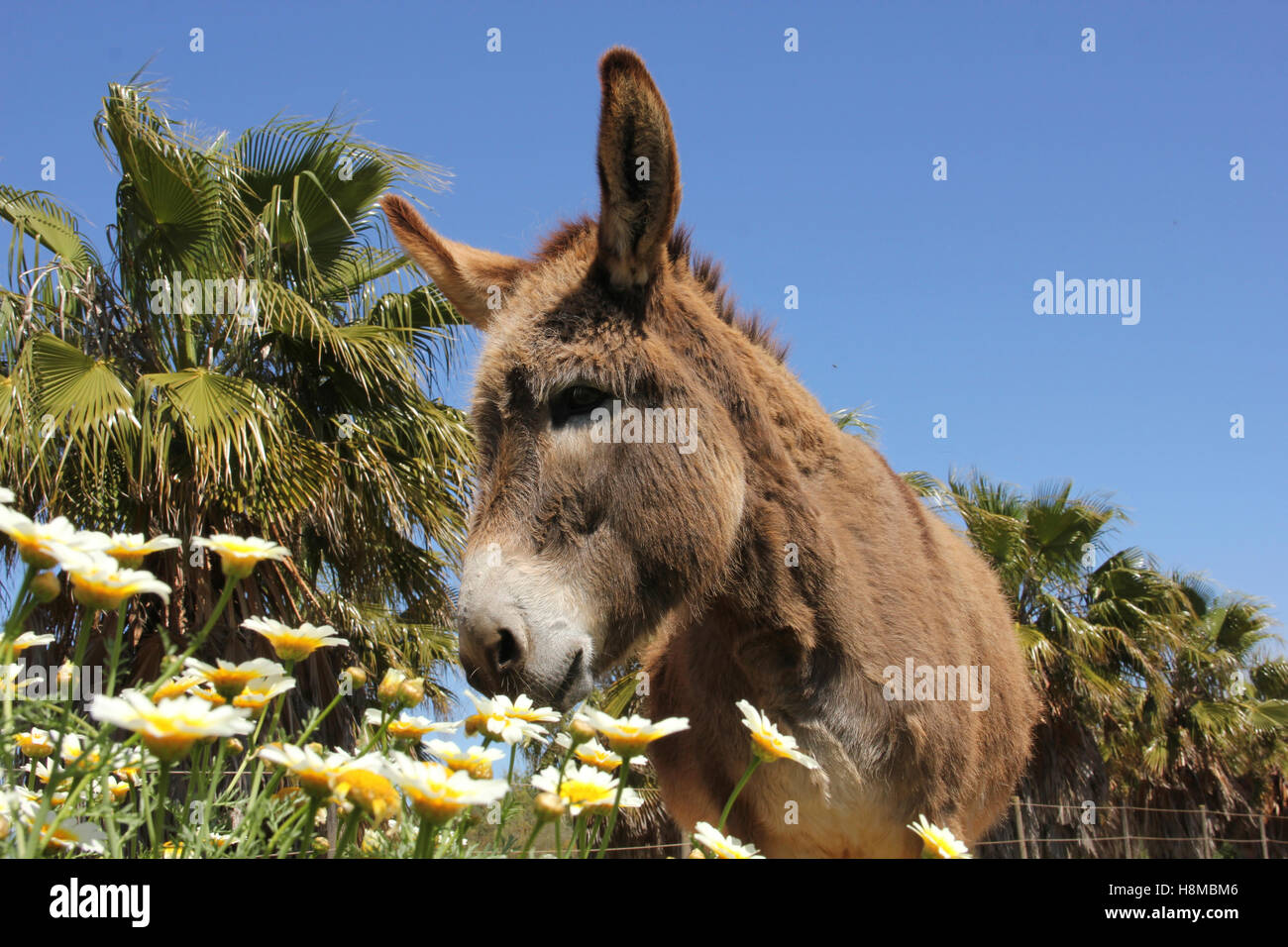 Domestic Donkey (Equus asinus asinus). Adult on a flowering pasture ...
