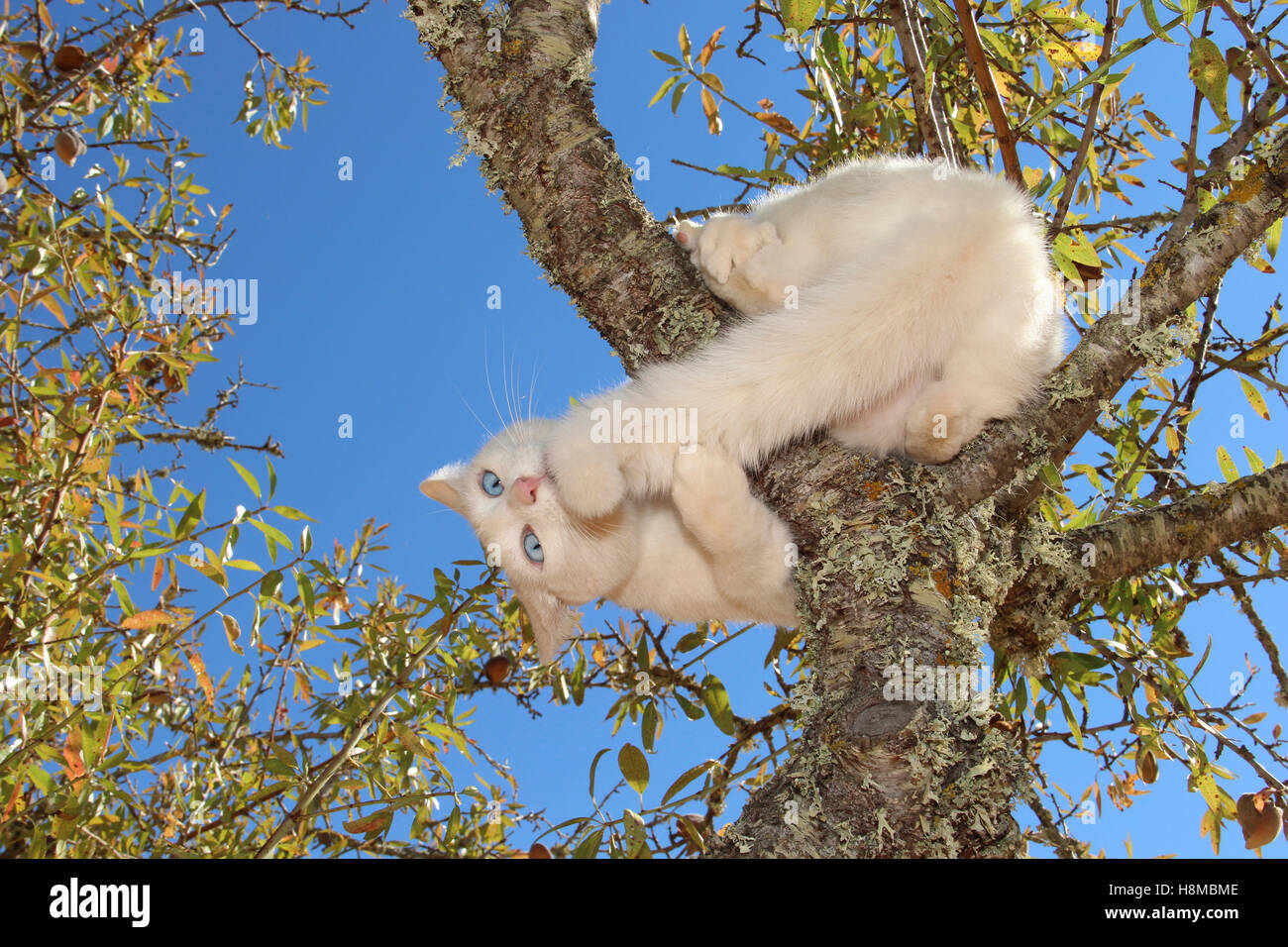 Cat in olive tree hi-res stock photography and images - Alamy