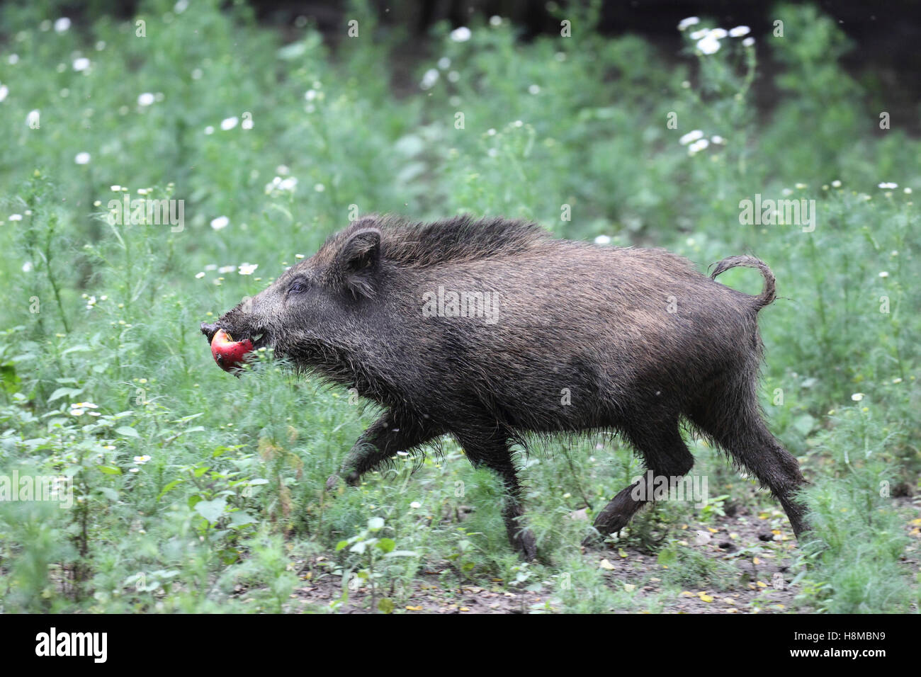 Wild Boar (Sus scrofa) running while carrying an apple in its mouth ...