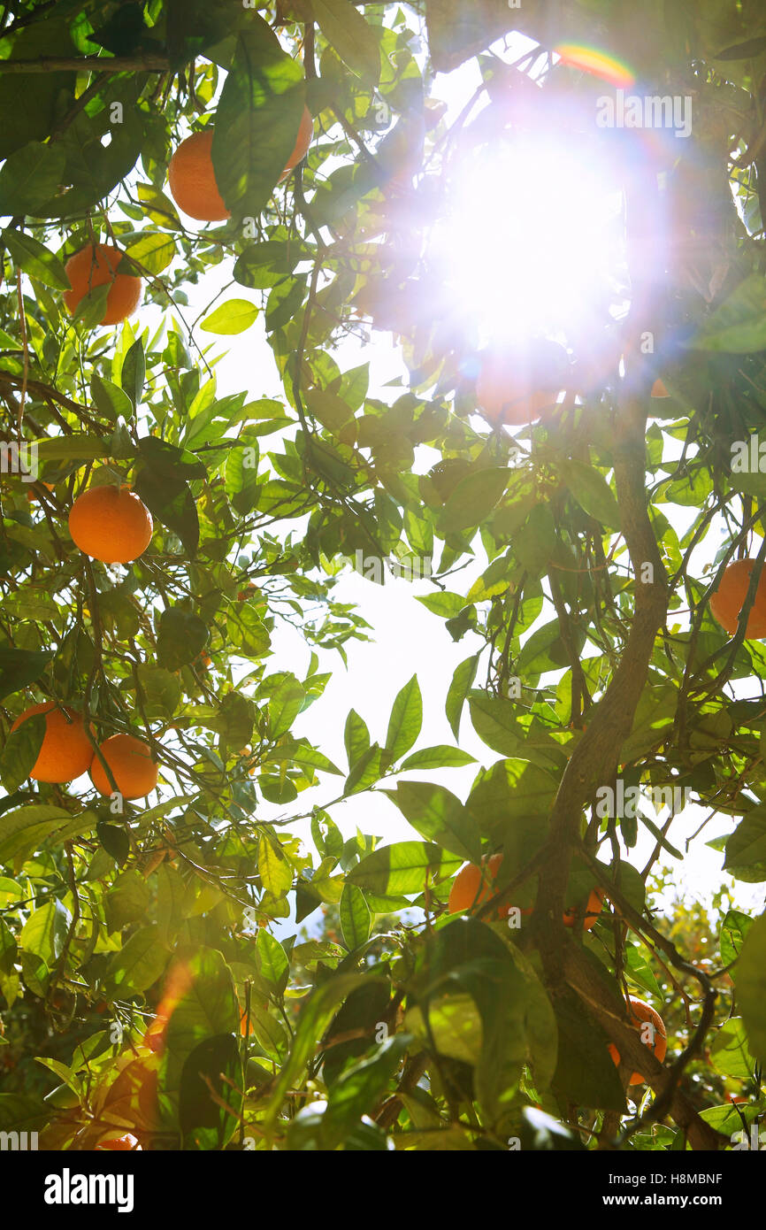 Tree growing at an angle hi-res stock photography and images - Alamy