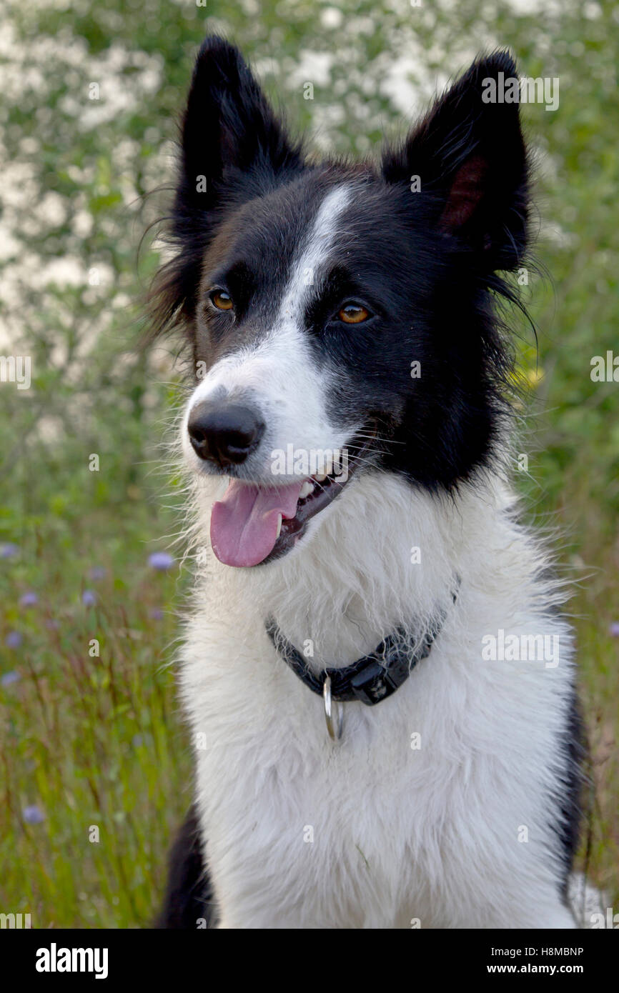Border Collie. Portrait of adult bitch. Germany Stock Photo - Alamy