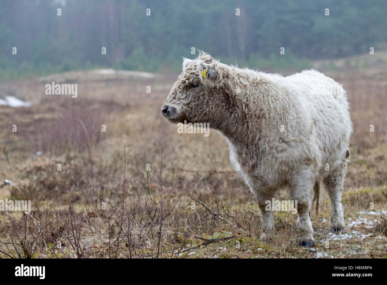 Dun Galloway Cattle. Calf on a pasture in winter. Germany Stock Photo ...
