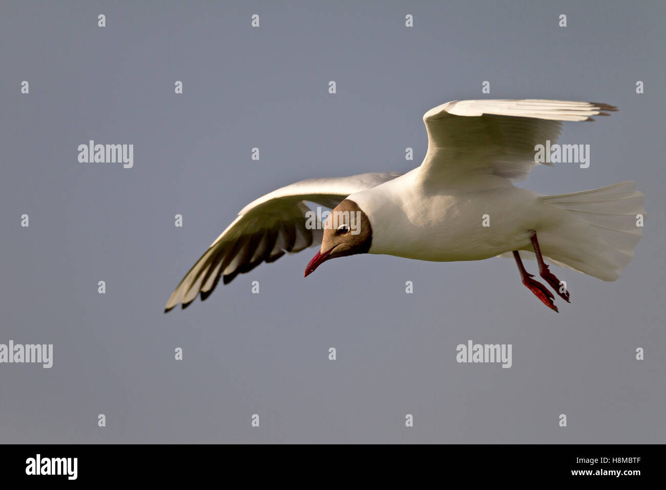 Black-headed Gull (Larus ridibundus). Adult in breeding plumage in ...