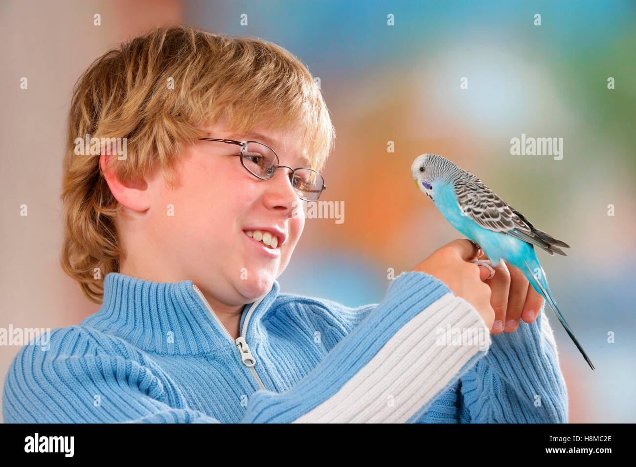 Boy with Budgerigar, Budgie (Melopsittacus undulatus) on its hand ...