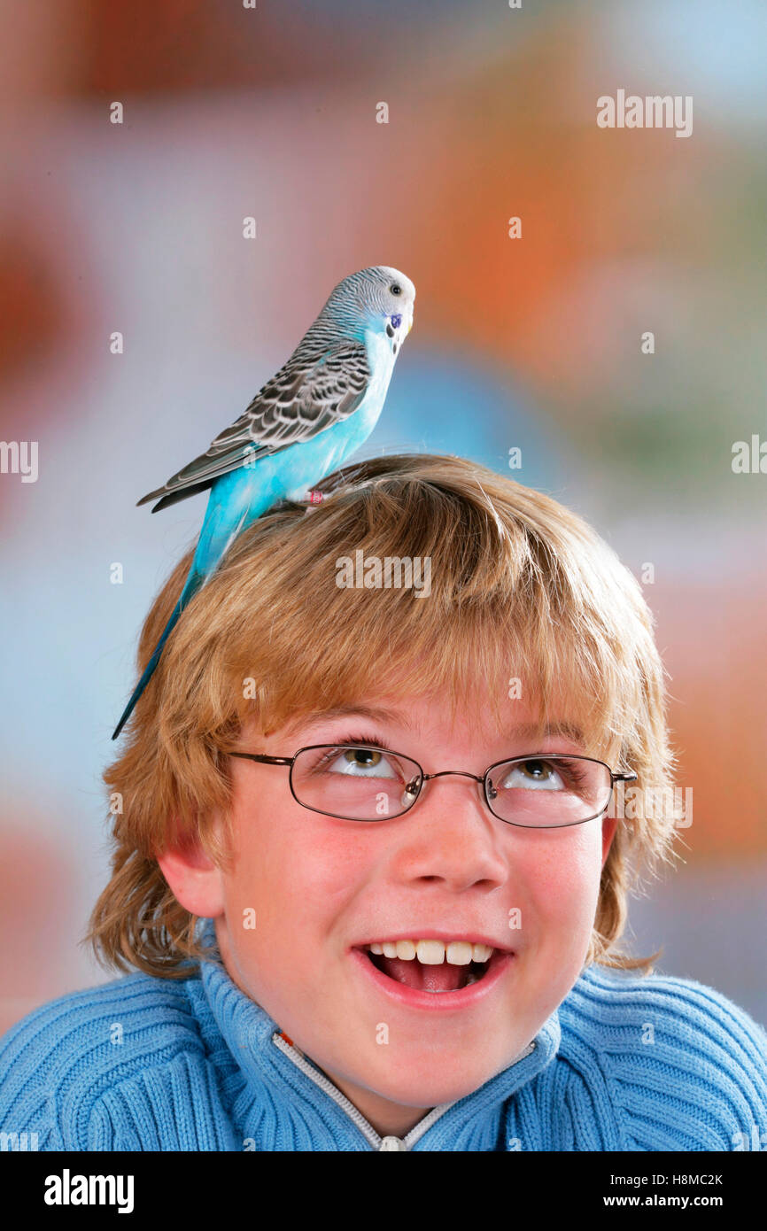 Boy with Budgerigar, Budgie (Melopsittacus undulatus) on its head ...