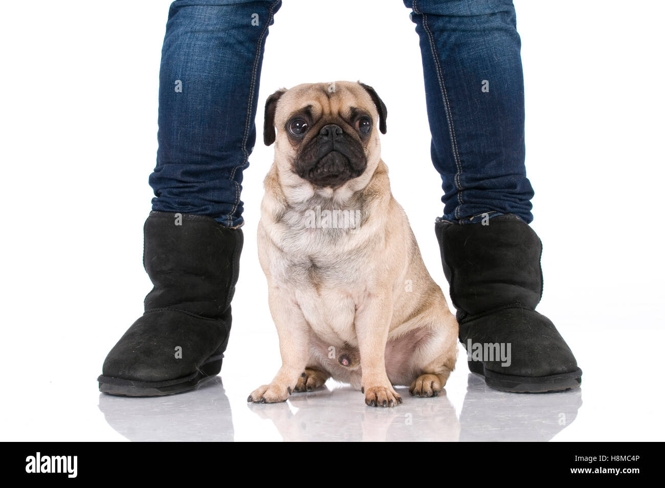 Pug. Adult sitting between legs in denims. Studio picture against a ...