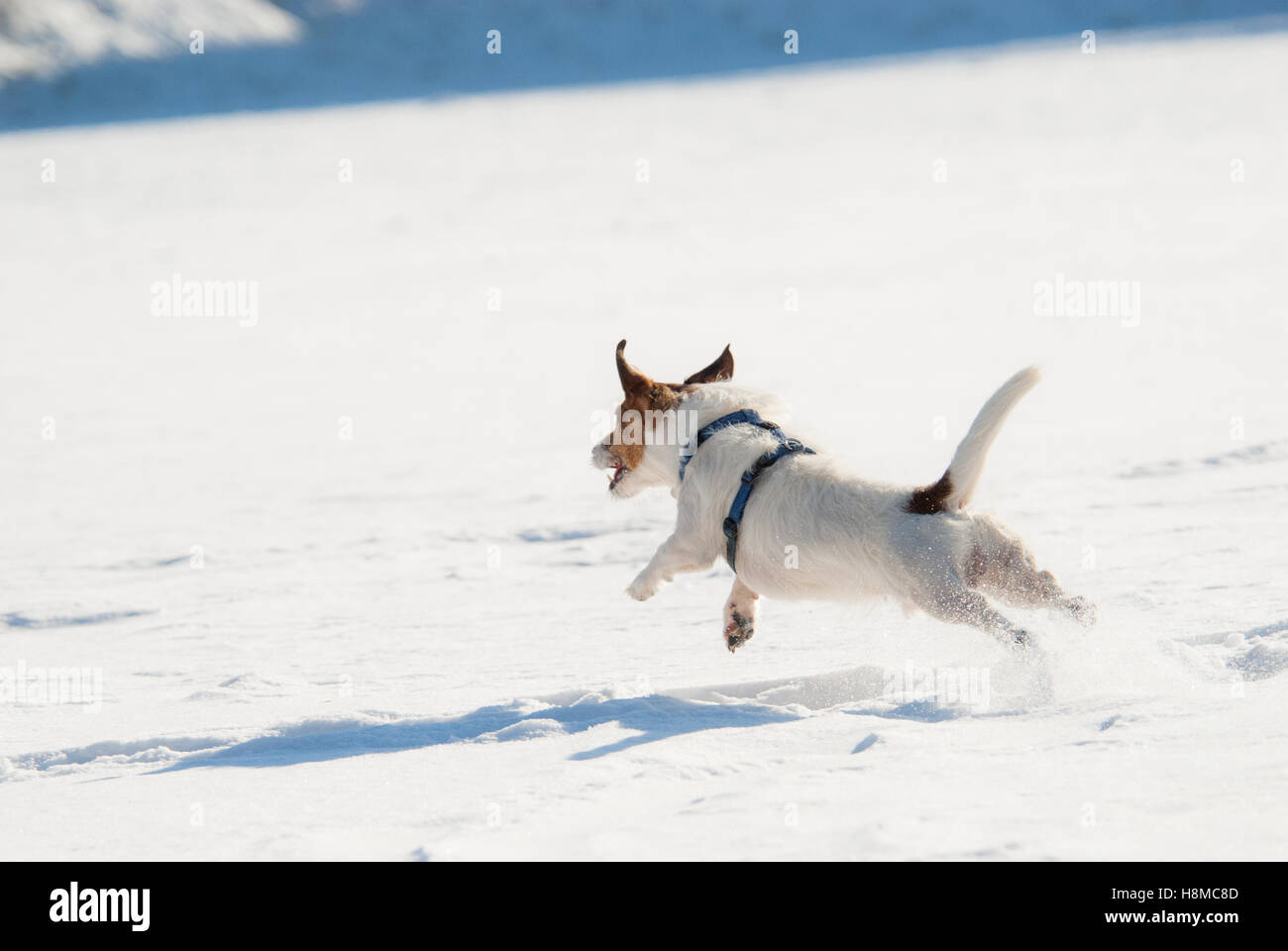 Dog running from camera Stock Photo - Alamy