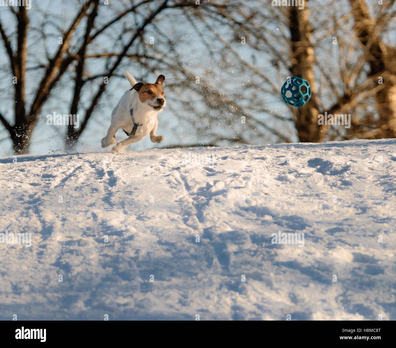 Dog rushing through snow chasing a ball Stock Photo - Alamy