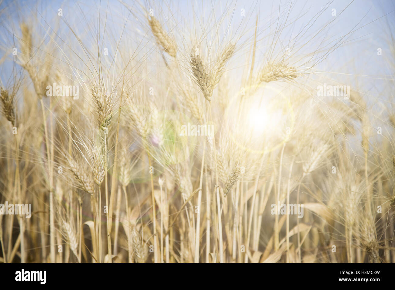 Field of Wheat in morning sunshine Stock Photo - Alamy
