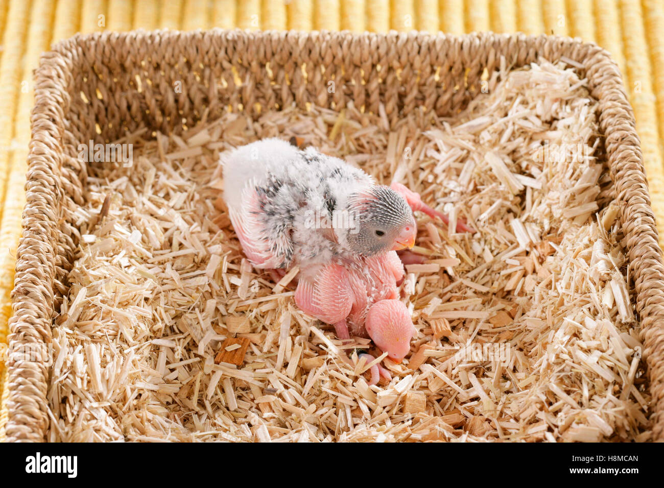 Budgerigar (Melopsittacus undulatus). Chicks in nest. Germany Stock ...