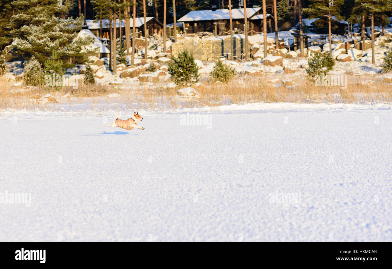 Ice dog walk hi-res stock photography and images - Alamy