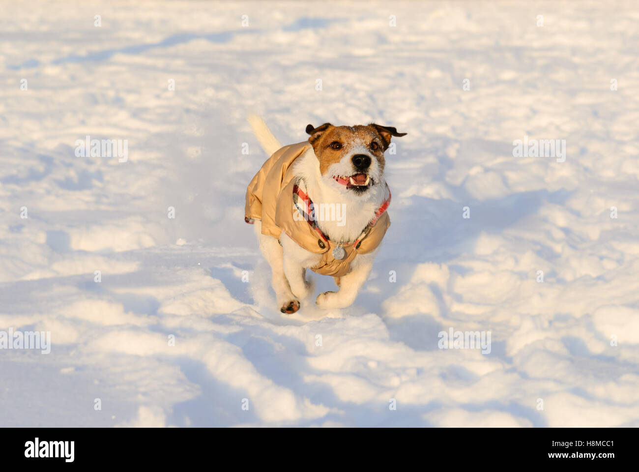 Dog rushes across winter snow field Stock Photo - Alamy