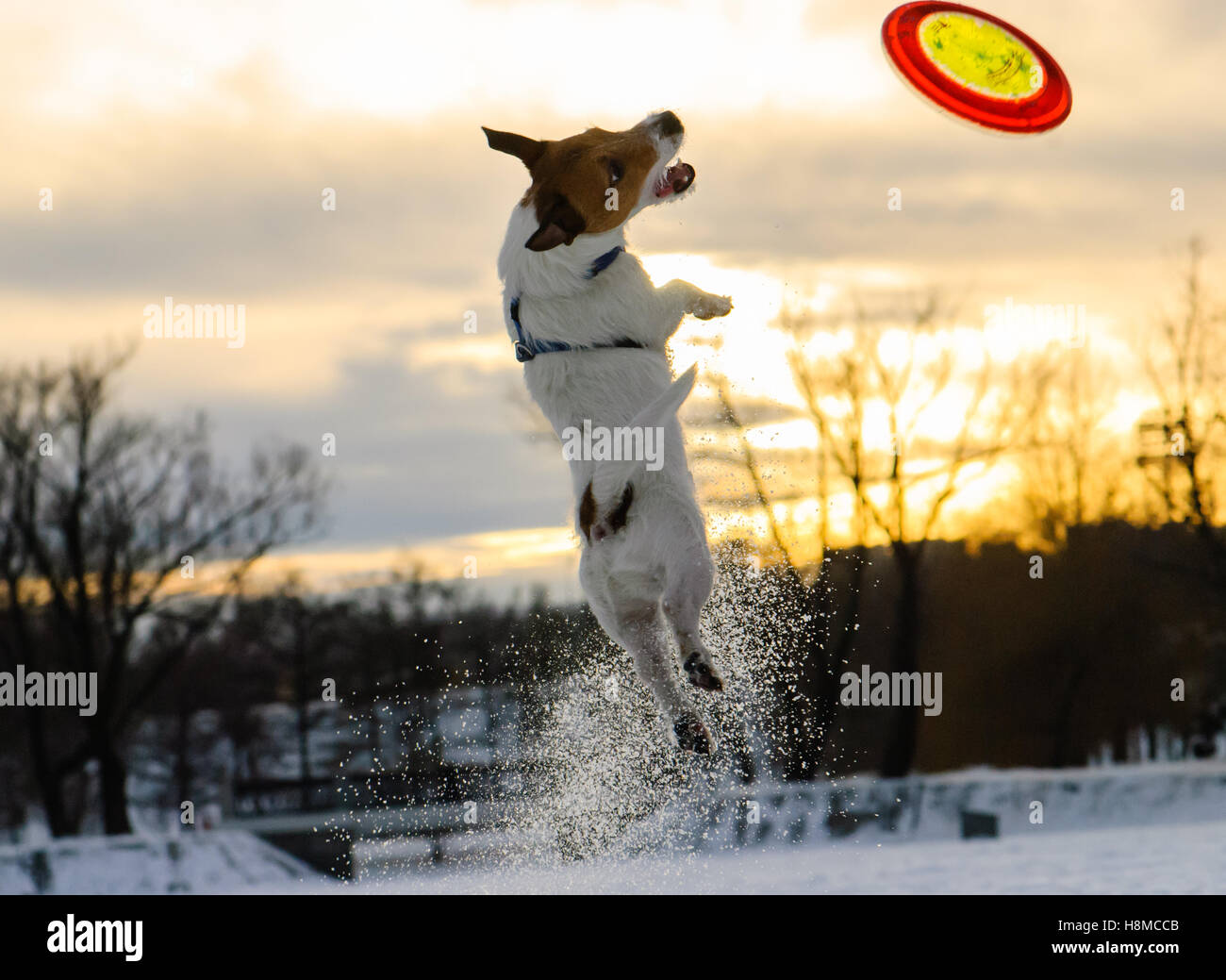 Dog jumping sunset hi-res stock photography and images - Alamy