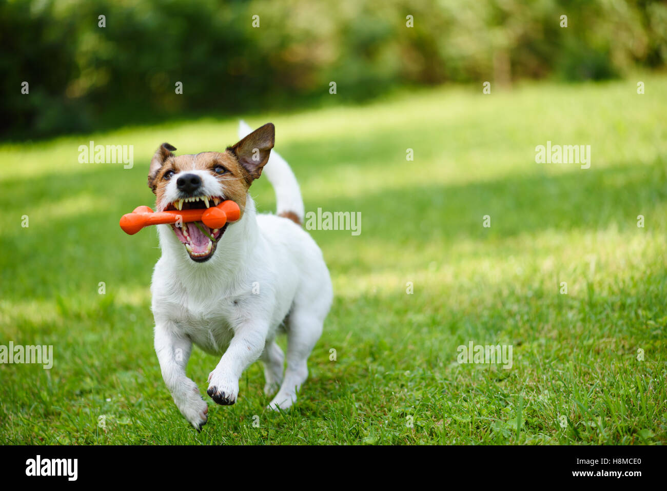 Funny dog playing with rubber toy bone in jaws Stock Photo - Alamy