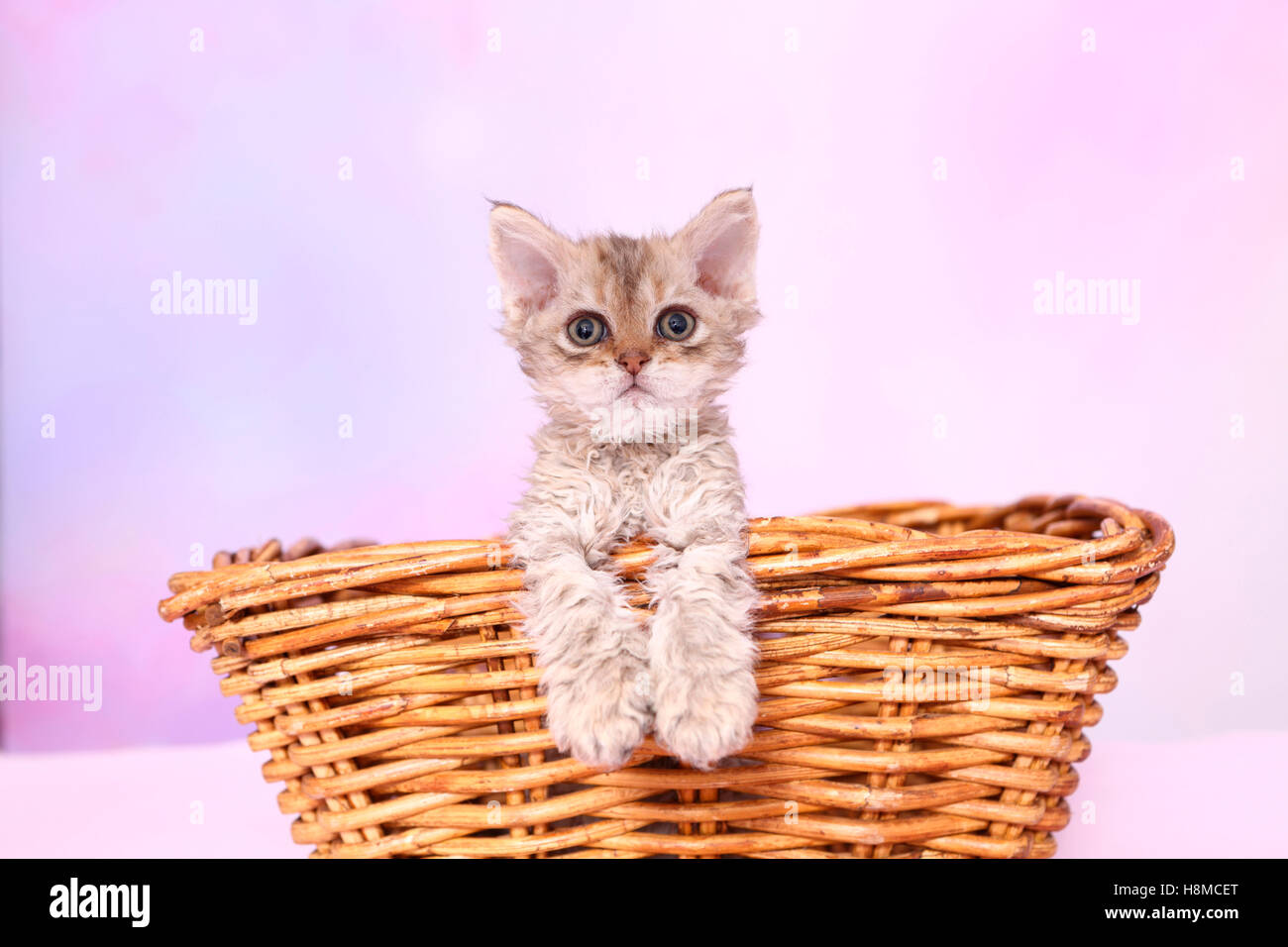 Selkirk Rex. Kitten (6 weeks old) in a wicker basket. Studio picture ...