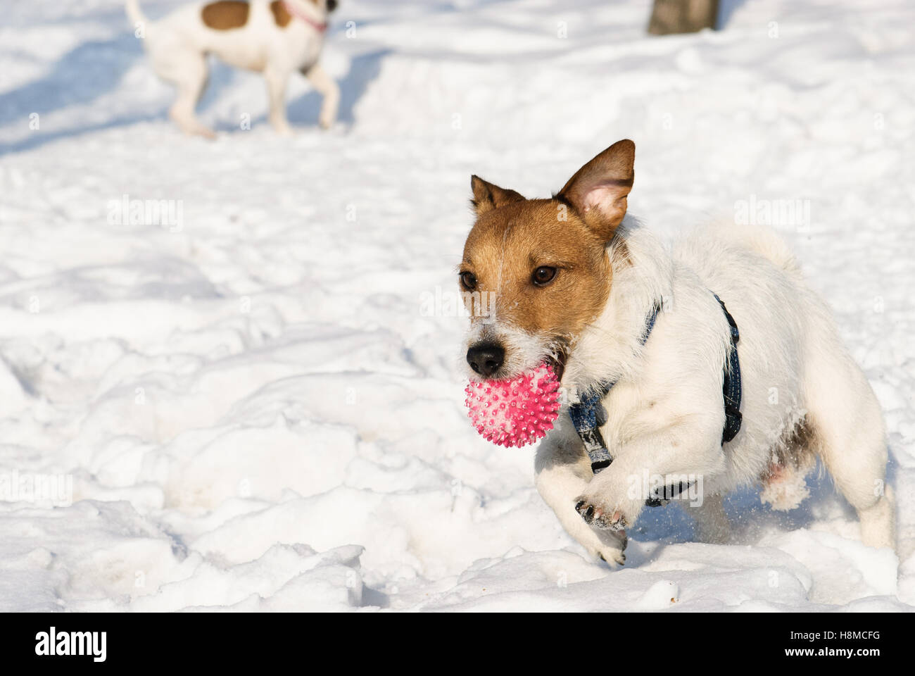 Active dog rushing through snow Stock Photo - Alamy