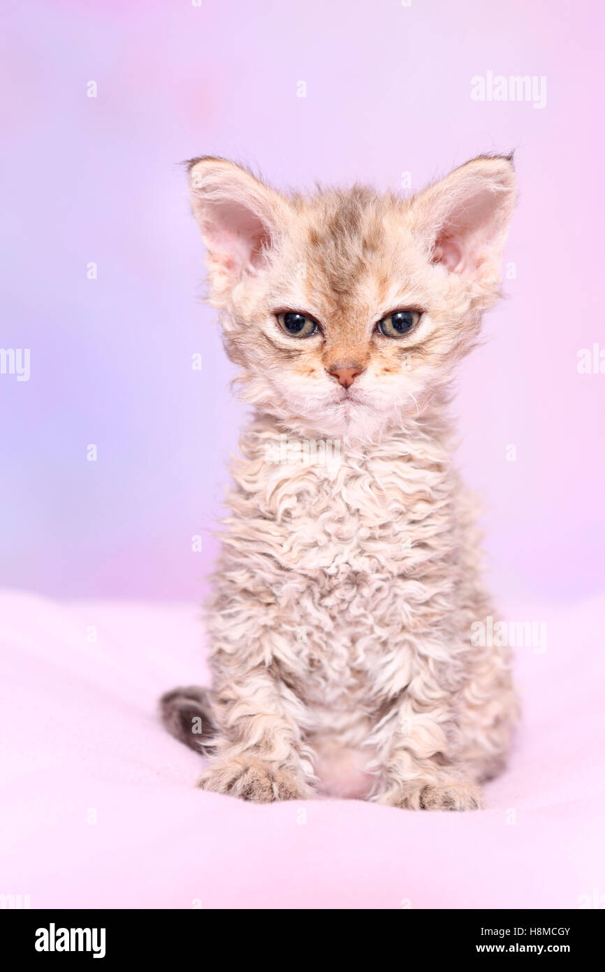 Selkirk Rex. Kitten (6 weeks old) sitting. Studio picture against a ...