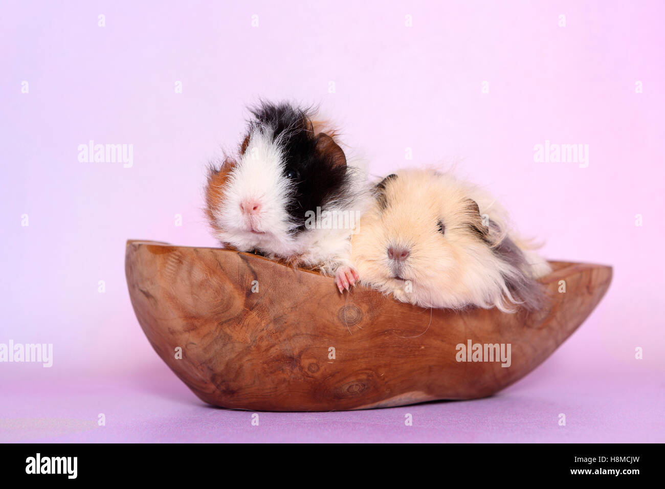Long-haired Guinea Pig and Lunkarya Guinea Pig in a wooden bowl. Studio ...