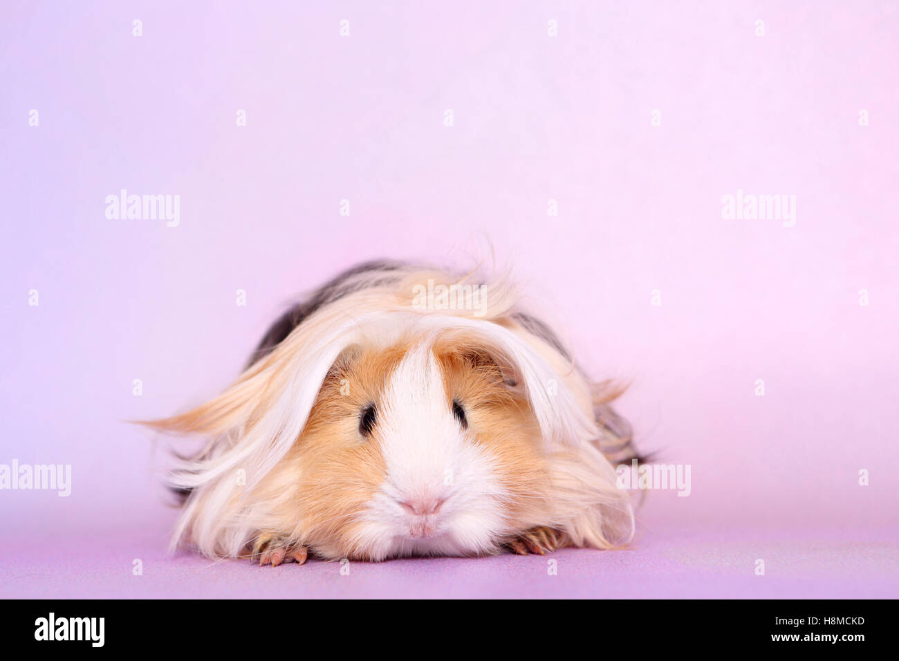 Peruvian Guinea Pig, seen head-on. Studio picture against a pink ...