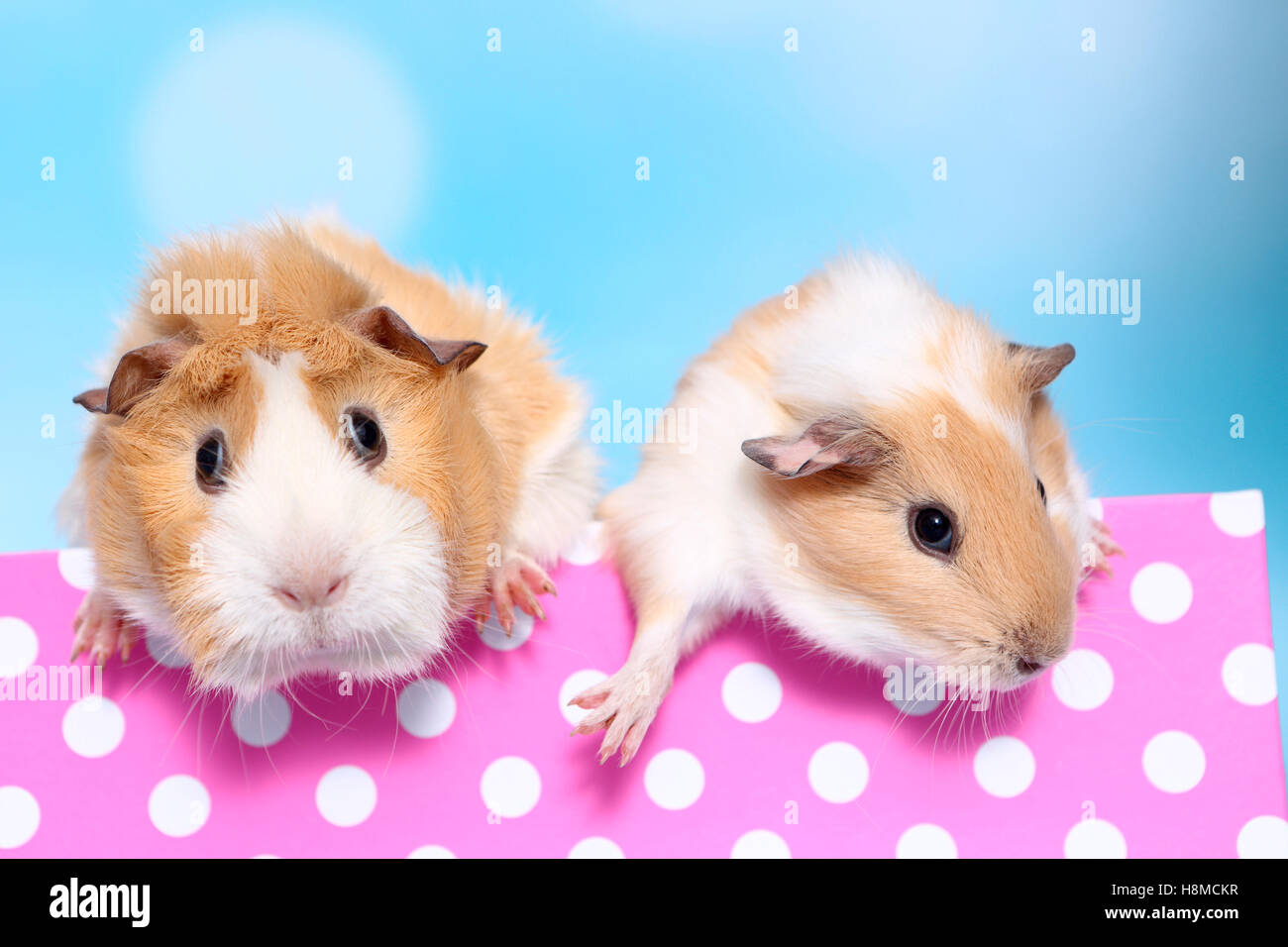 Smooth-haired Guinea Pig and Abyssinian Guinea Pig in a pink box with ...