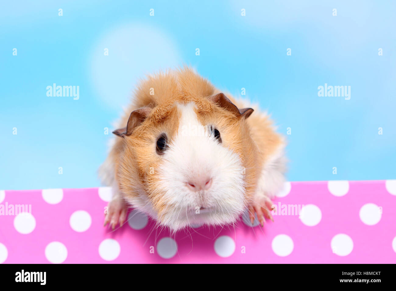 Abyssinian Guinea Pig in a pink box with white polka dots. Studio ...