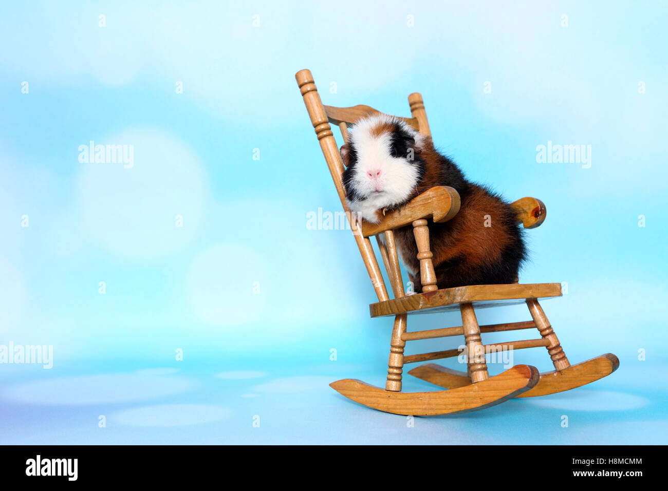 Teddy Guinea Pig in a rocking chair. Studio picture against a light ...