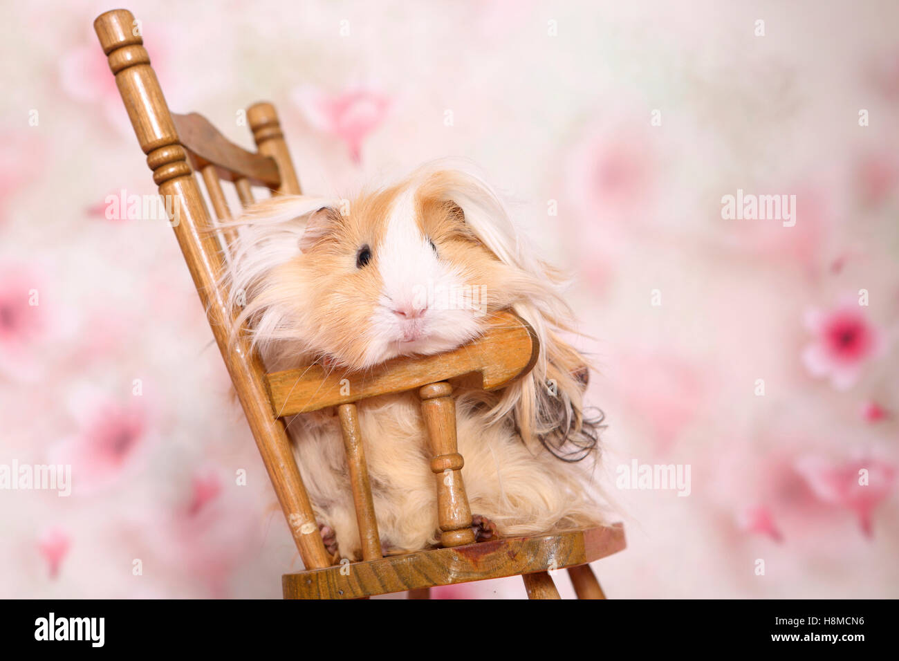 Teddy Guinea Pig in a rocking chair., seen against a light background ...