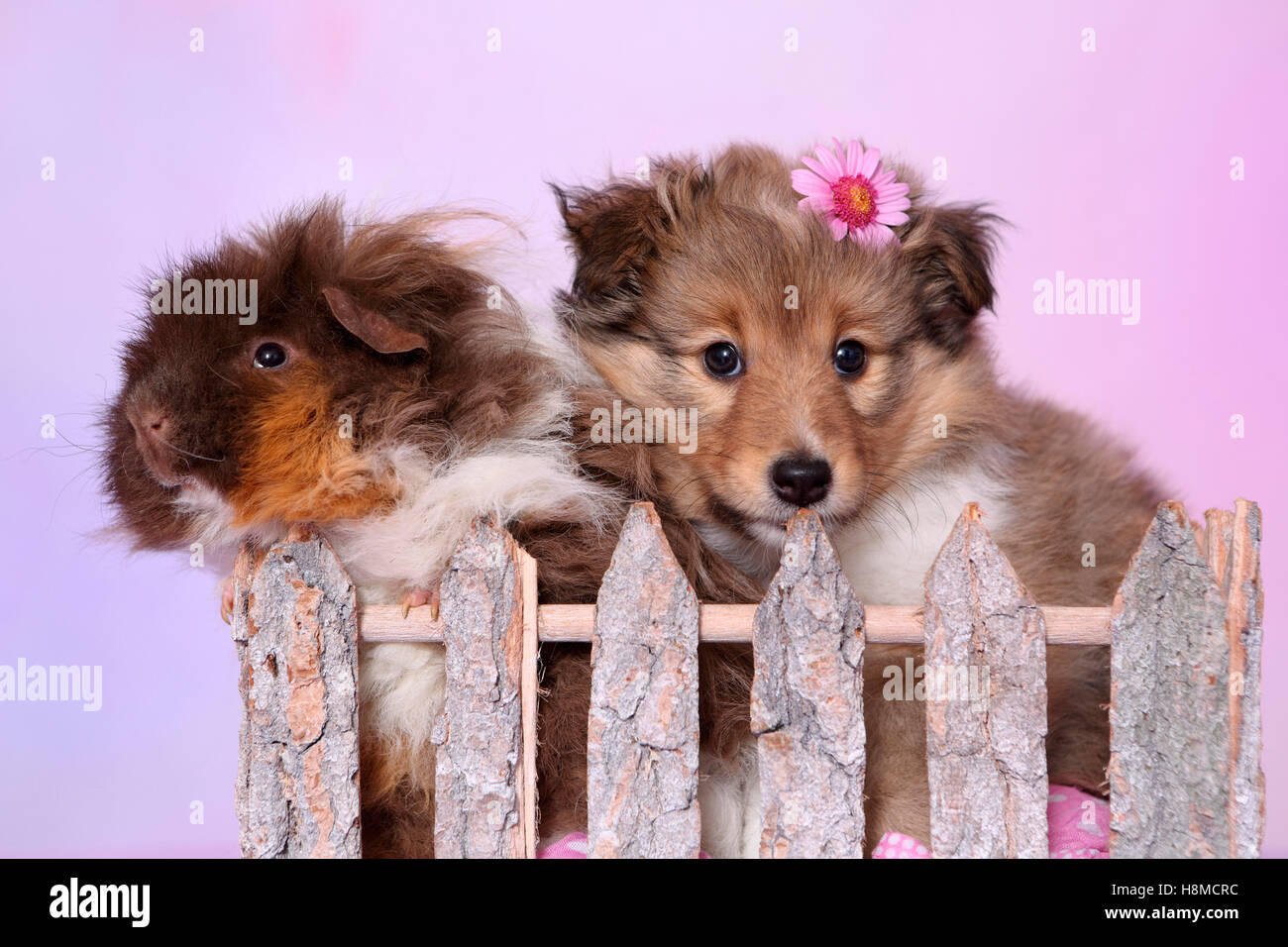 Shetland Sheepdog. Puppy (6 weeks old) and a long-haired guinea pig ...