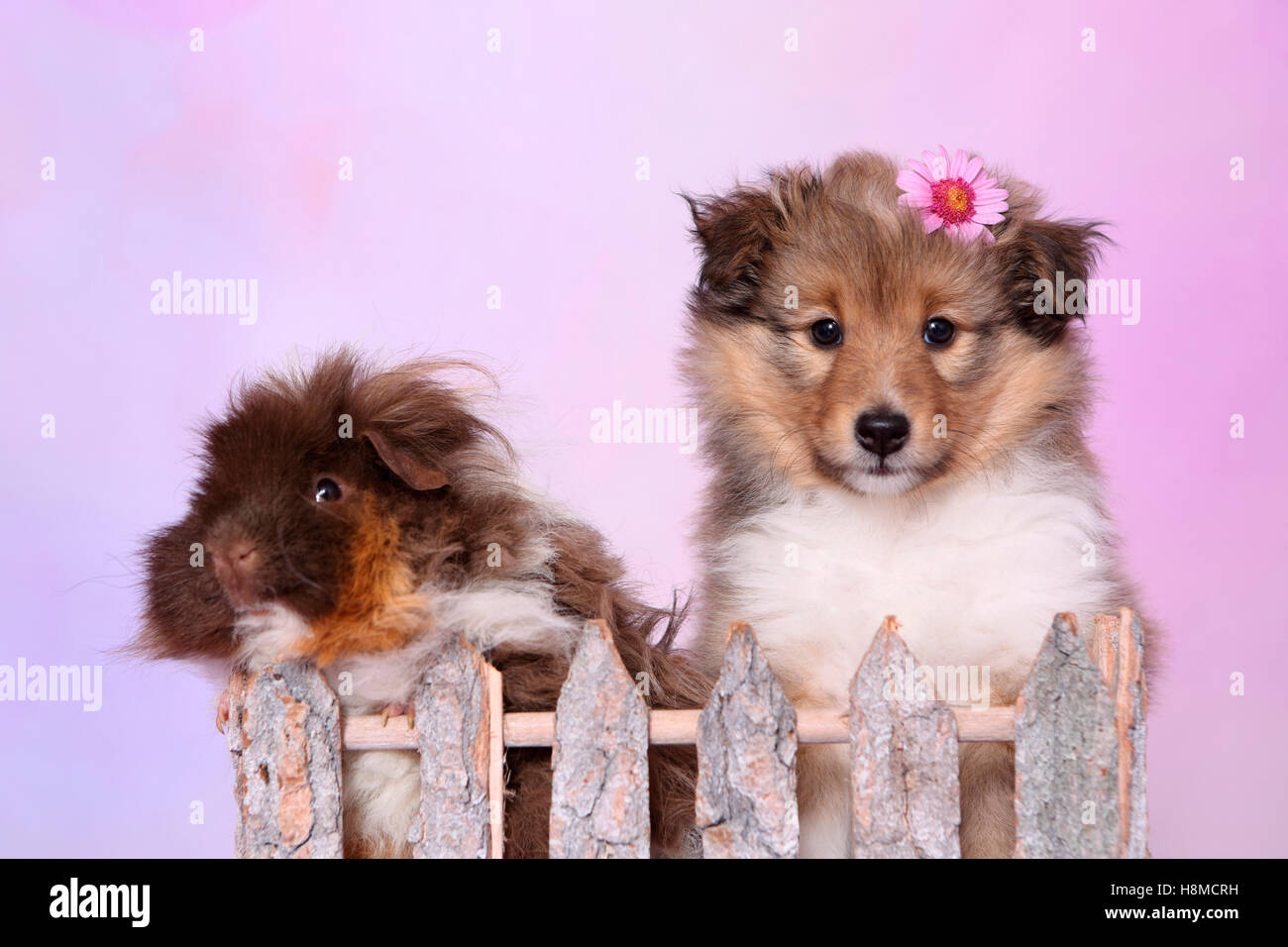 Shetland Sheepdog. Puppy (6 weeks old) and a long-haired guinea pig ...
