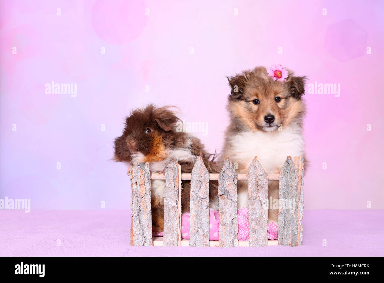 Shetland Sheepdog. Puppy (6 weeks old) and a long-haired guinea pig ...