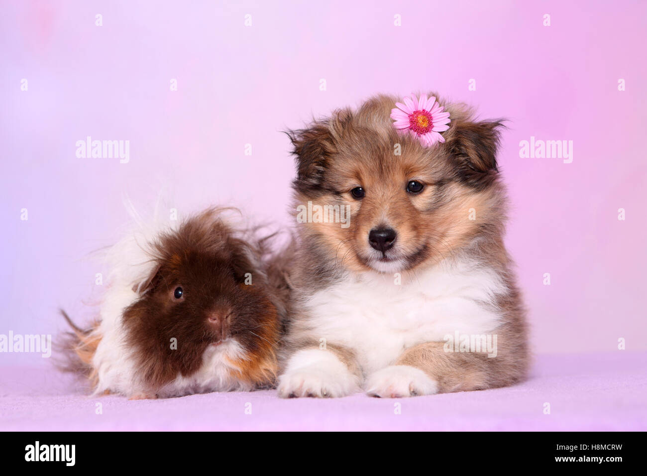 Shetland Sheepdog. Puppy (6 weeks old) and a long-haired guinea pig ...