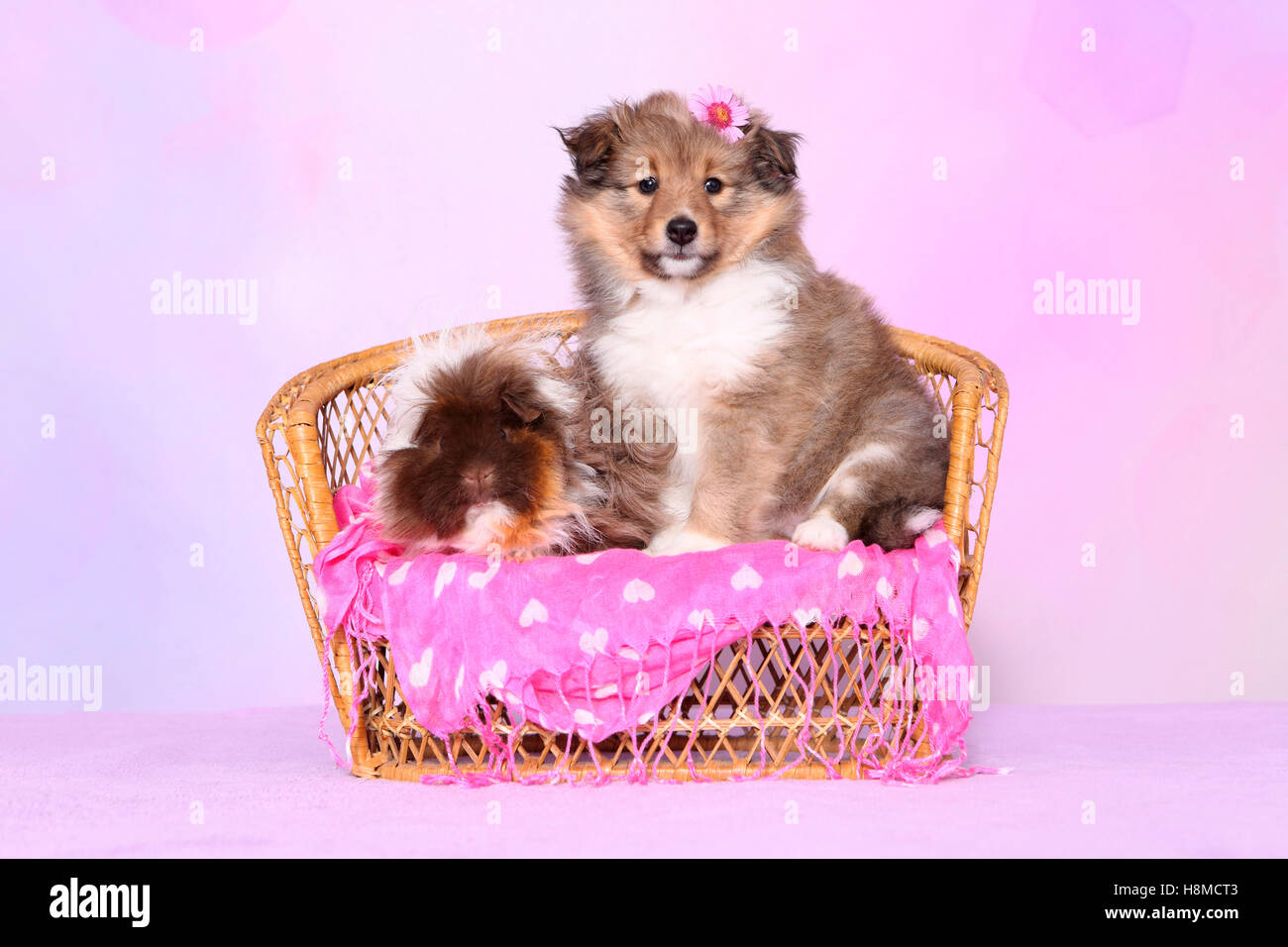 Shetland Sheepdog. Puppy (6 weeks old) and a long-haired guinea pig ...