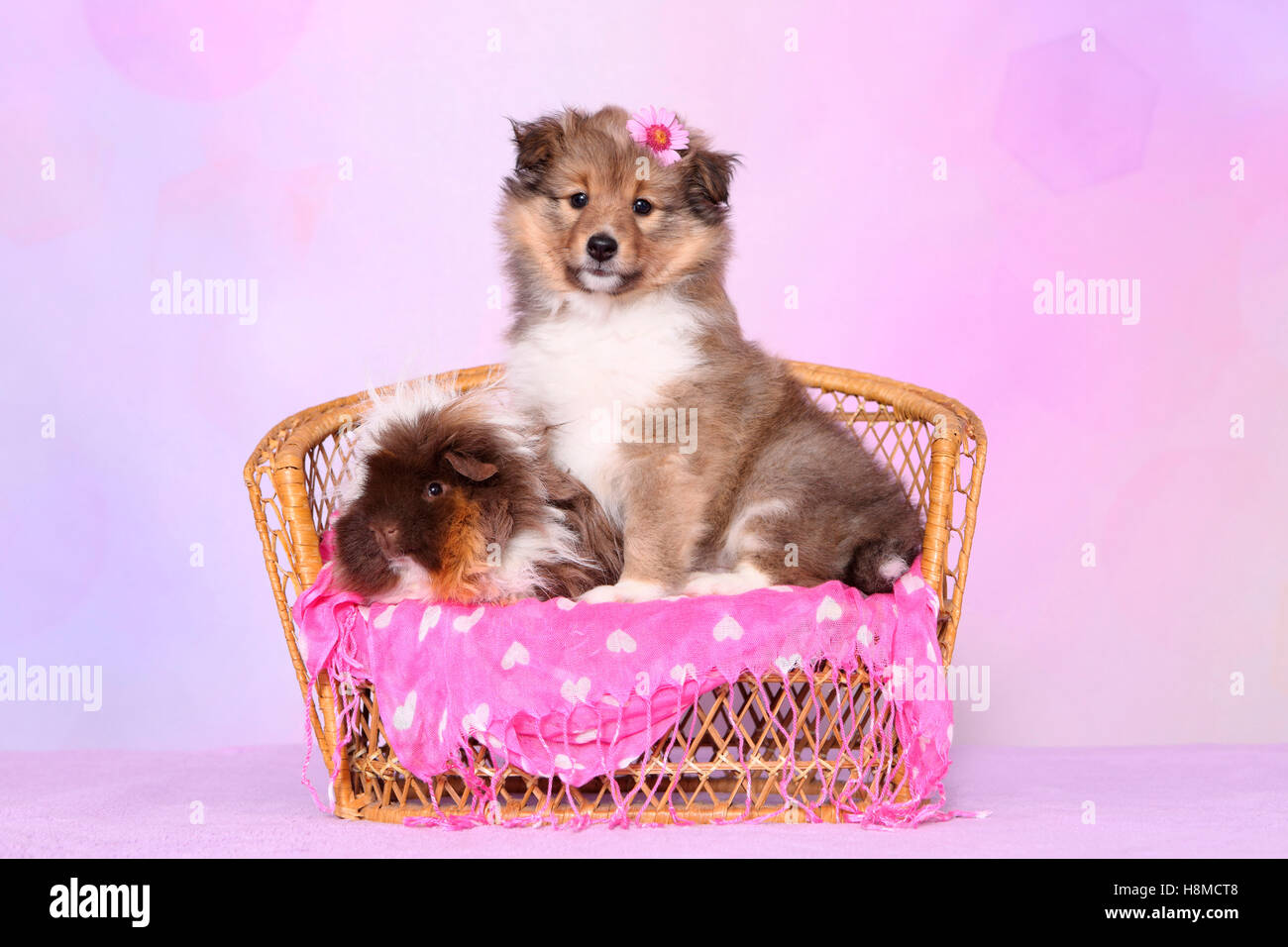 Shetland Sheepdog. Puppy (6 weeks old) and a long-haired guinea pig ...