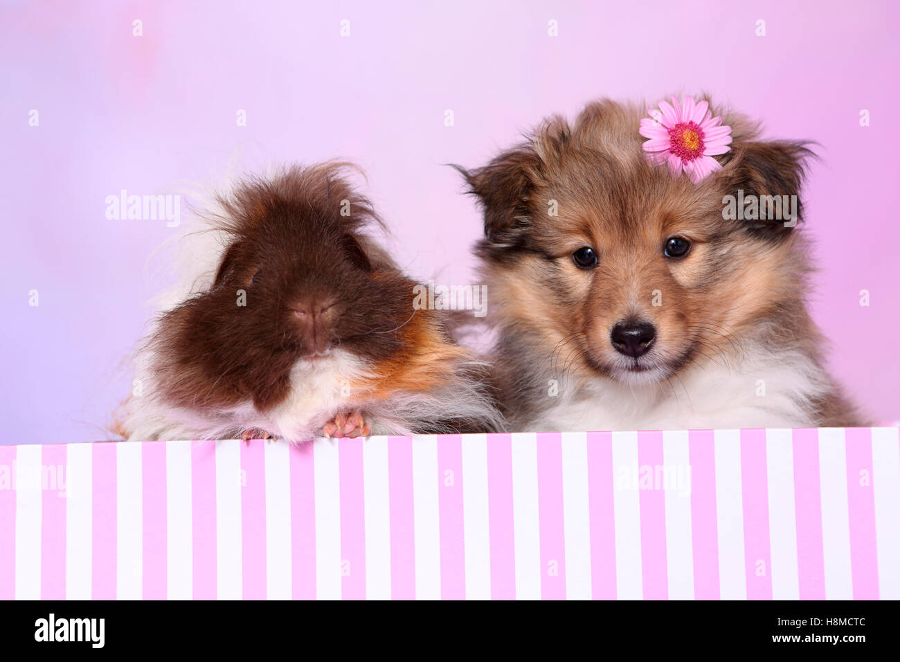 Shetland Sheepdog. Puppy (6 weeks old) and a long-haired guinea pig ...