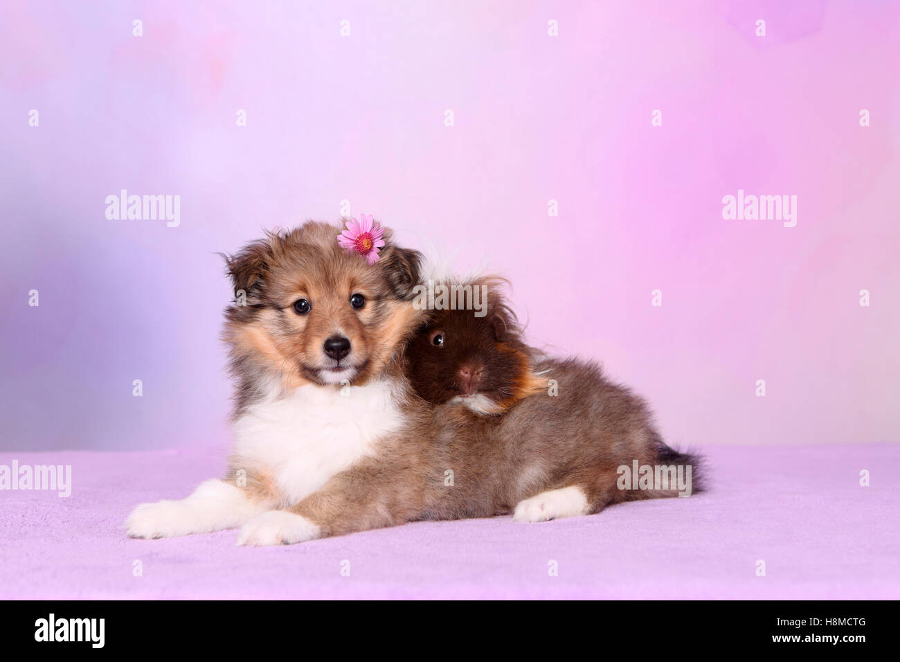 Shetland Sheepdog. Puppy (6 weeks old) and a long-haired guinea pig ...