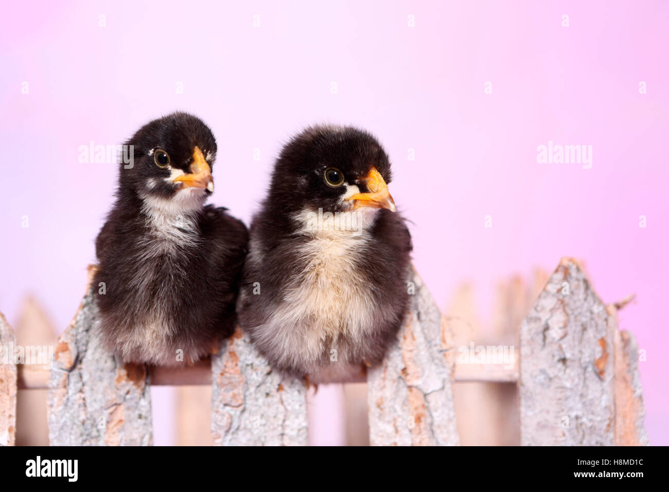 Juvenile Project Chicks