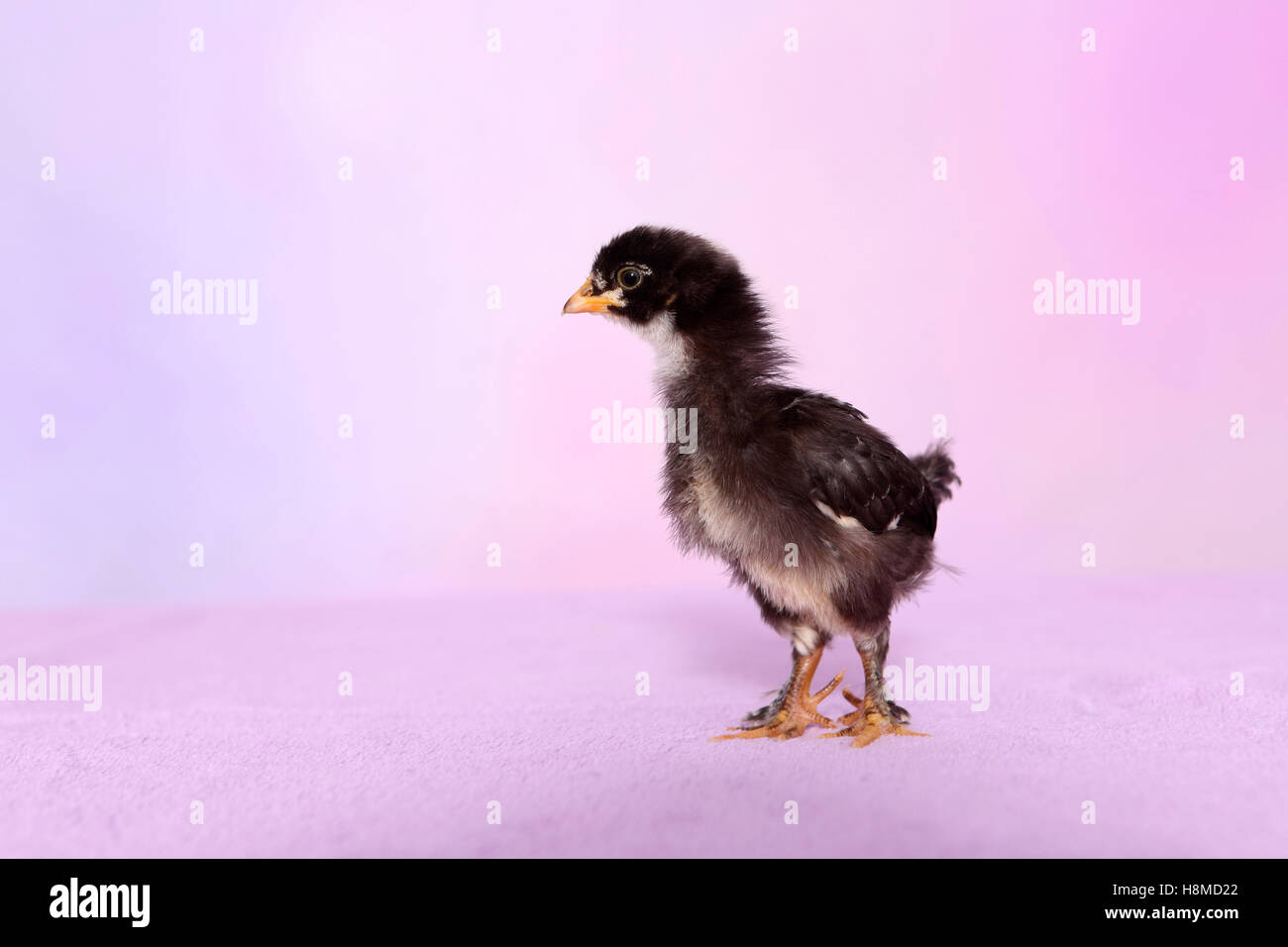 Domestic chicken. Chicken standing. Studio picture against a pink ...