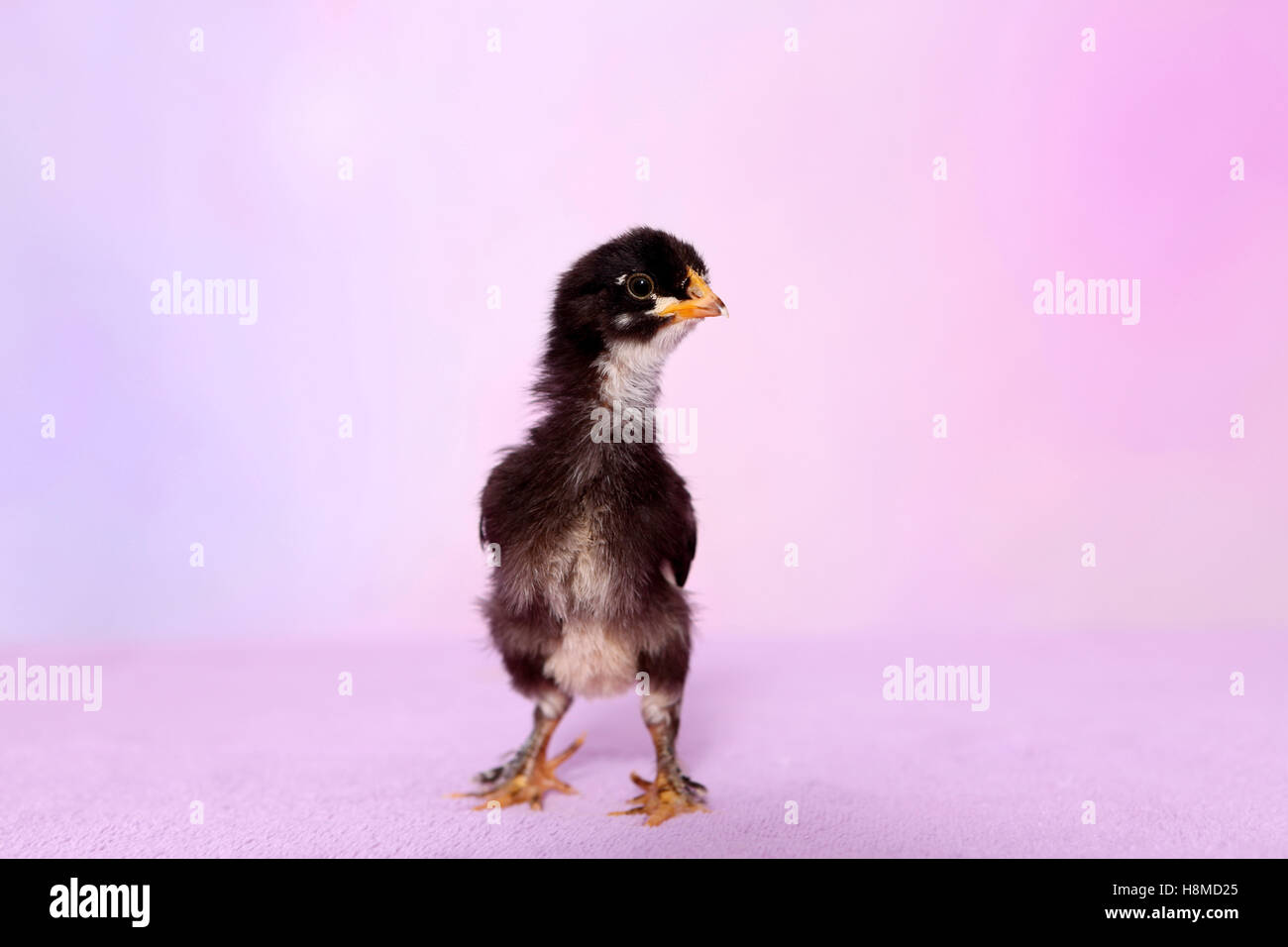 Domestic chicken. Chicken standing. Studio picture against a pink ...