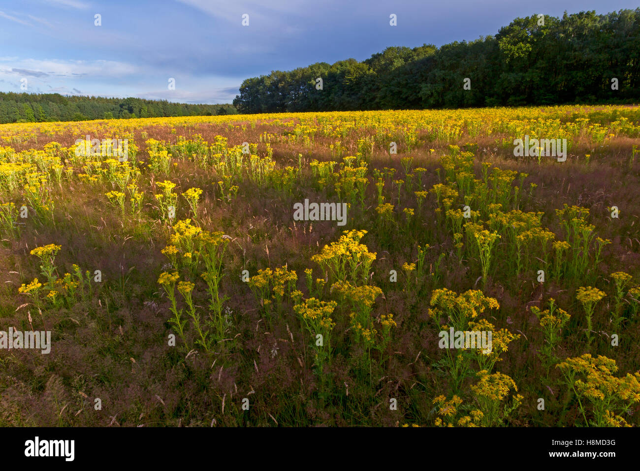 Meadow with flowering Hoary Ragwort (Jacobaea erucifolia) in summer ...