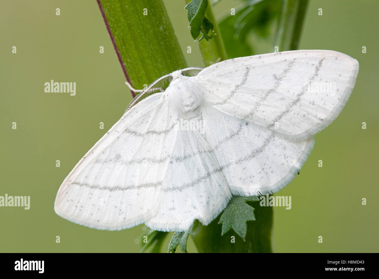 Common white wave moth hi-res stock photography and images - Alamy