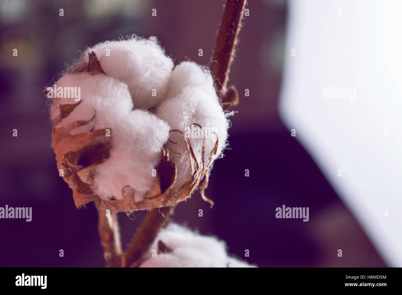 Cotton plant flower Stock Photo - Alamy