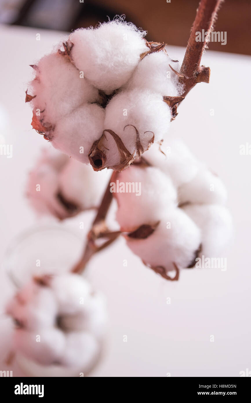 Pure cotton label hi-res stock photography and images - Alamy