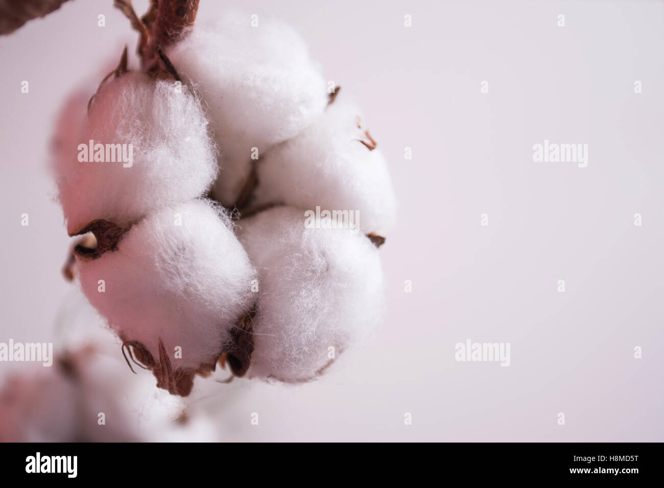 Cotton plant flower Stock Photo - Alamy