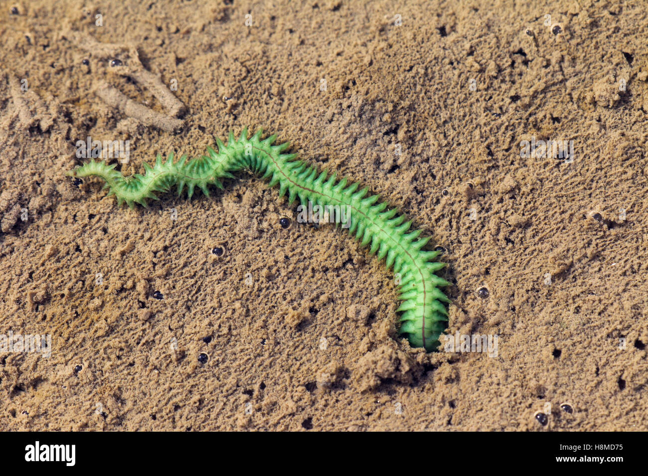 Nereis worm hi-res stock photography and images - Alamy