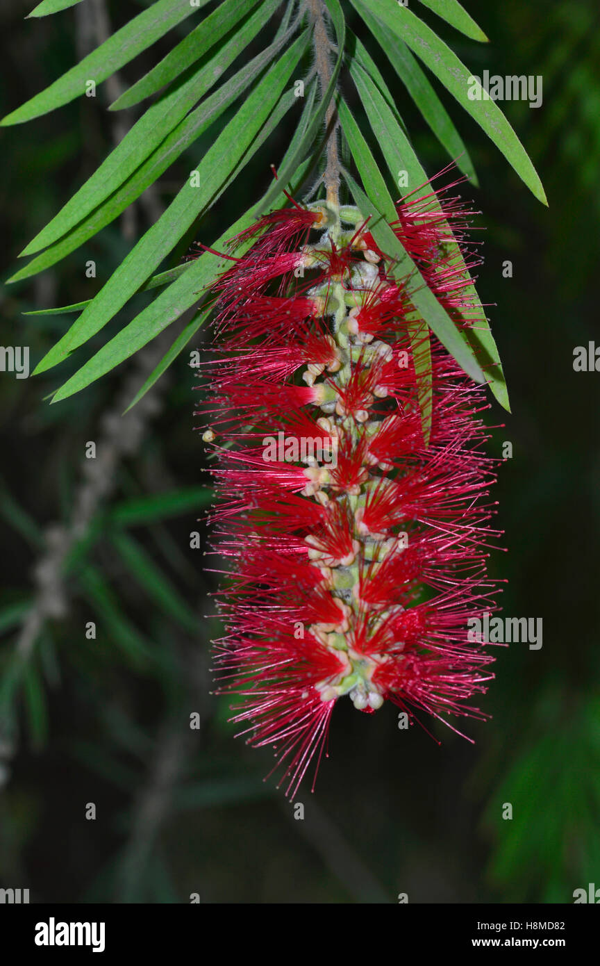 Bottle brush flower hi-res stock photography and images - Alamy